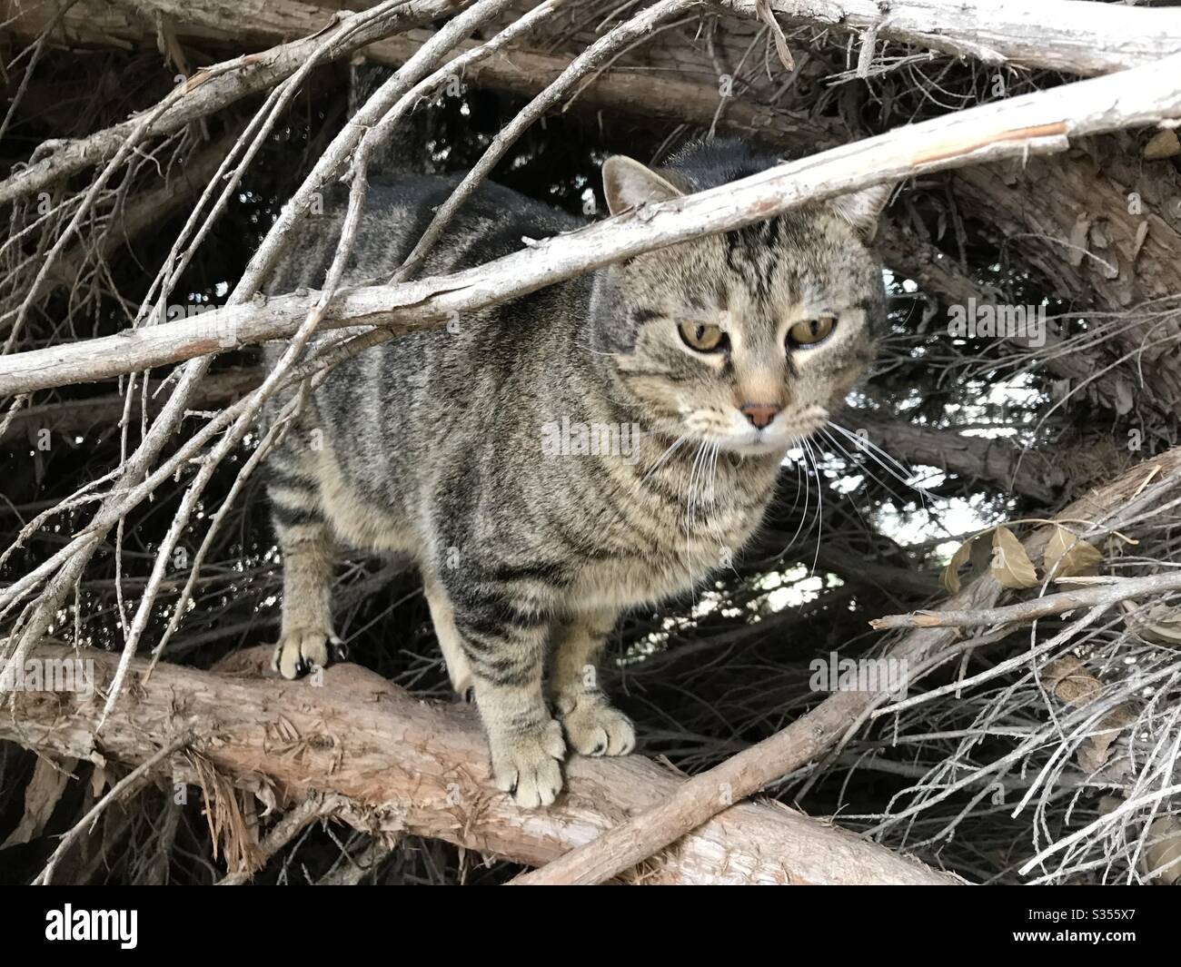 Chat dans un arbre Banque de photographies et d’images à haute ...