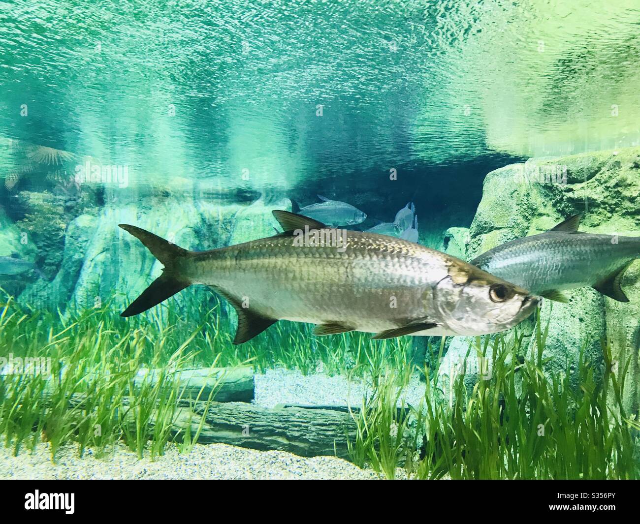 Poisson tigre Banque de photographies et d’images à haute résolution ...