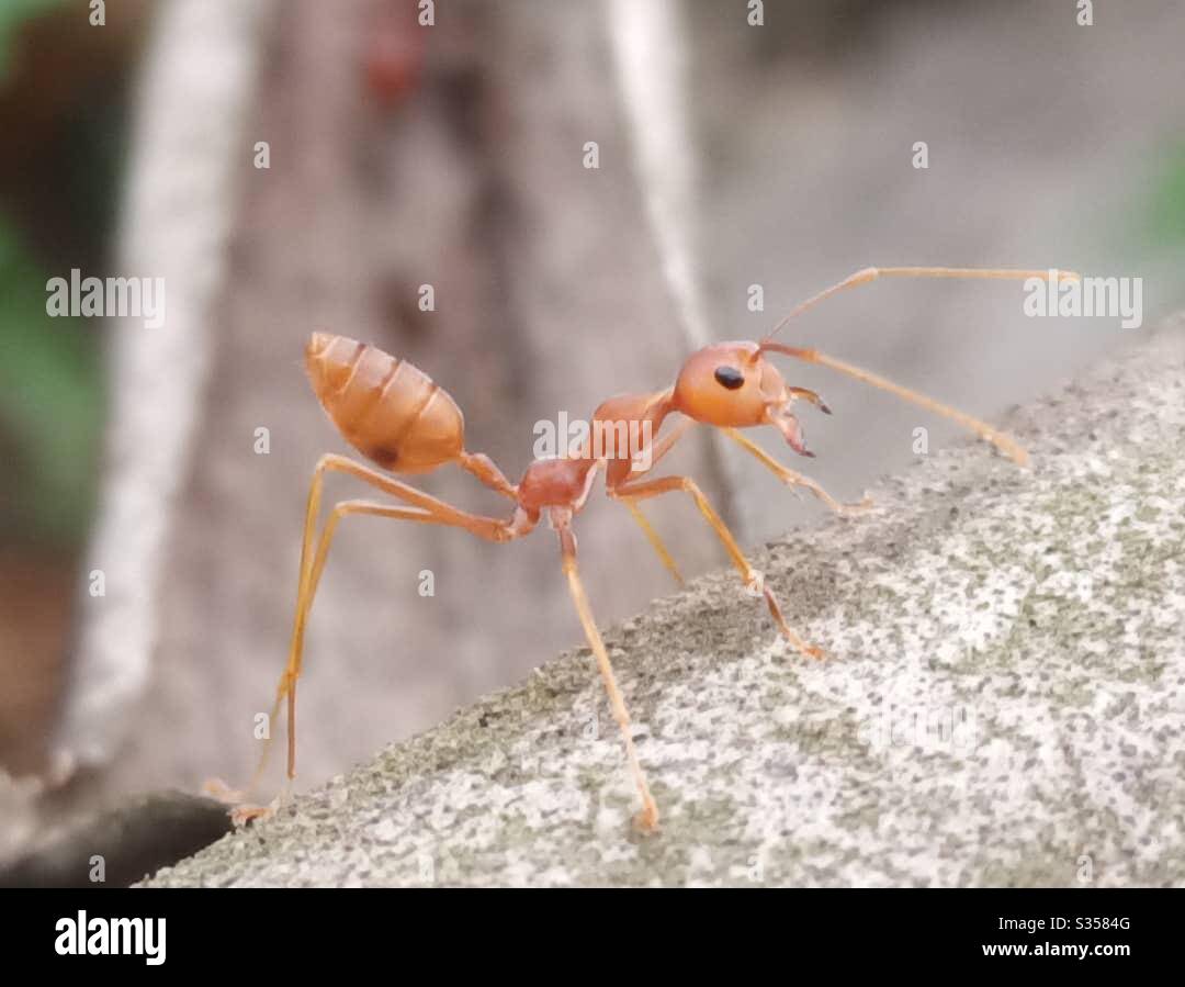Piqûres de fourmis Banque de photographies et d’images à haute ...