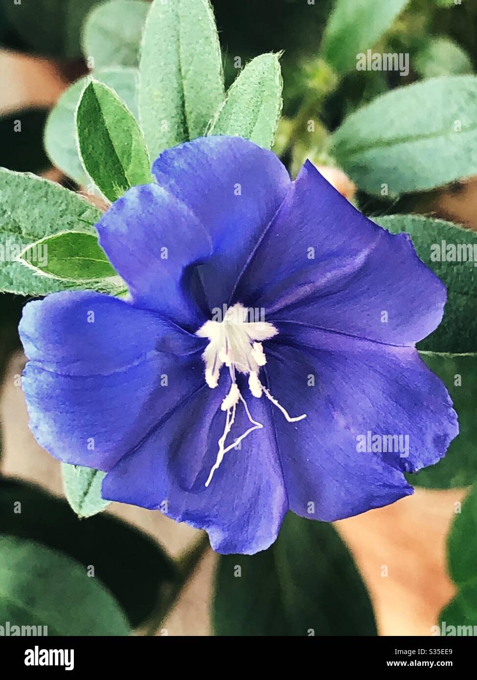 Flower hawaii Banque de photographies et d’images à haute résolution ...