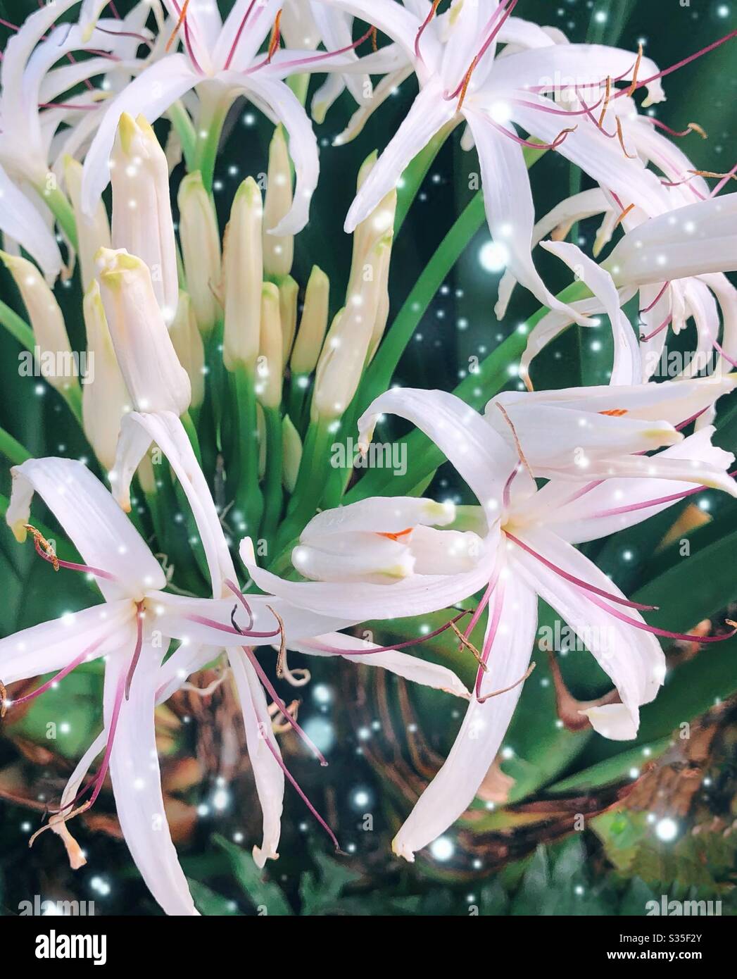 Flower hawaii Banque de photographies et d’images à haute résolution ...