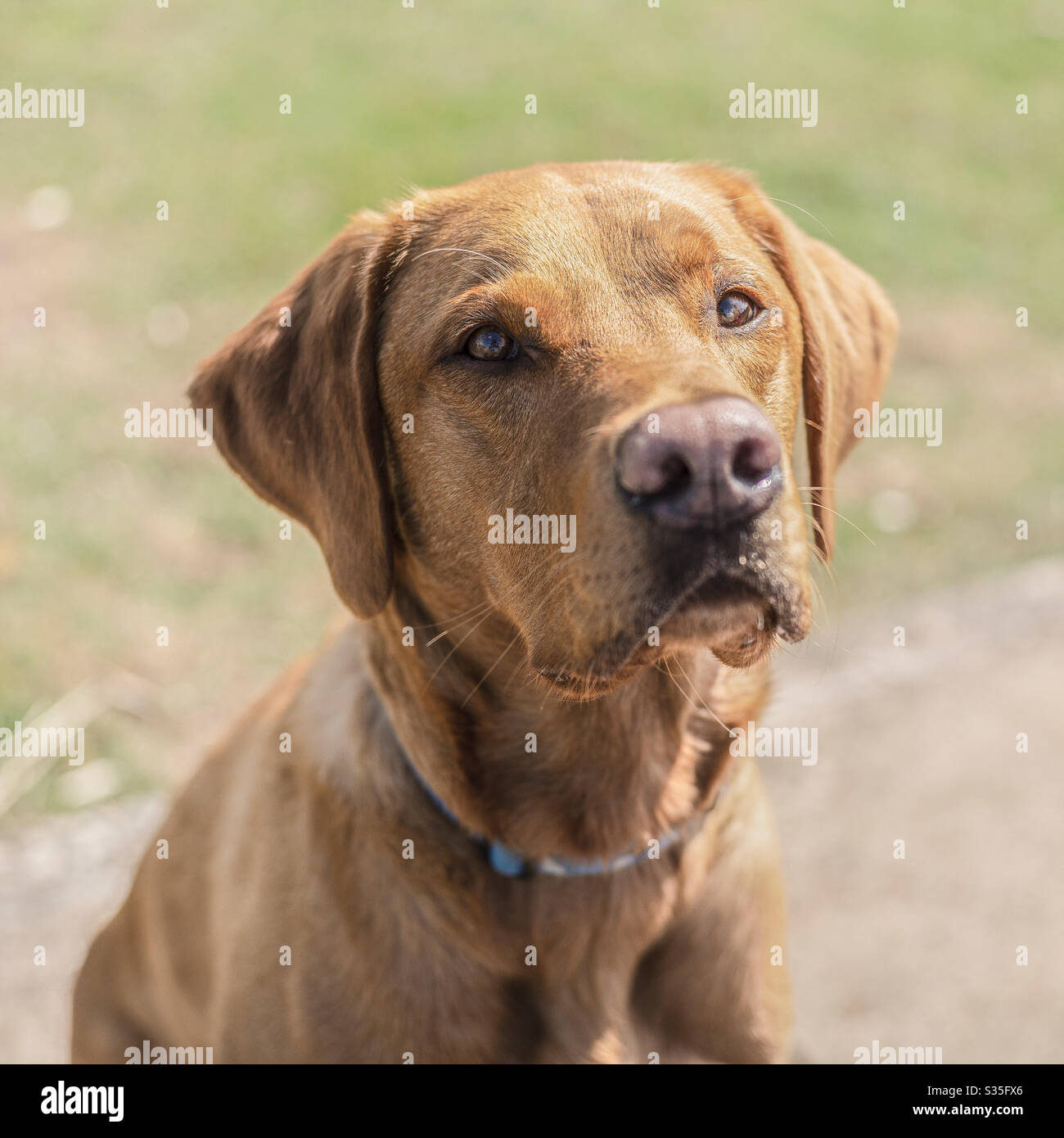Fox red labrador retriever Banque de photographies et d’images à haute ...