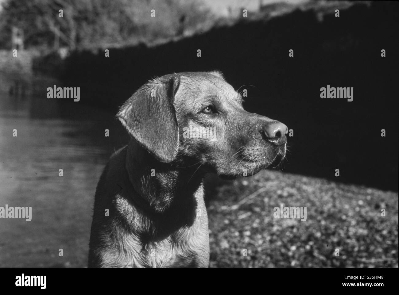 Mer du labrador Banque d'images noir et blanc - Alamy