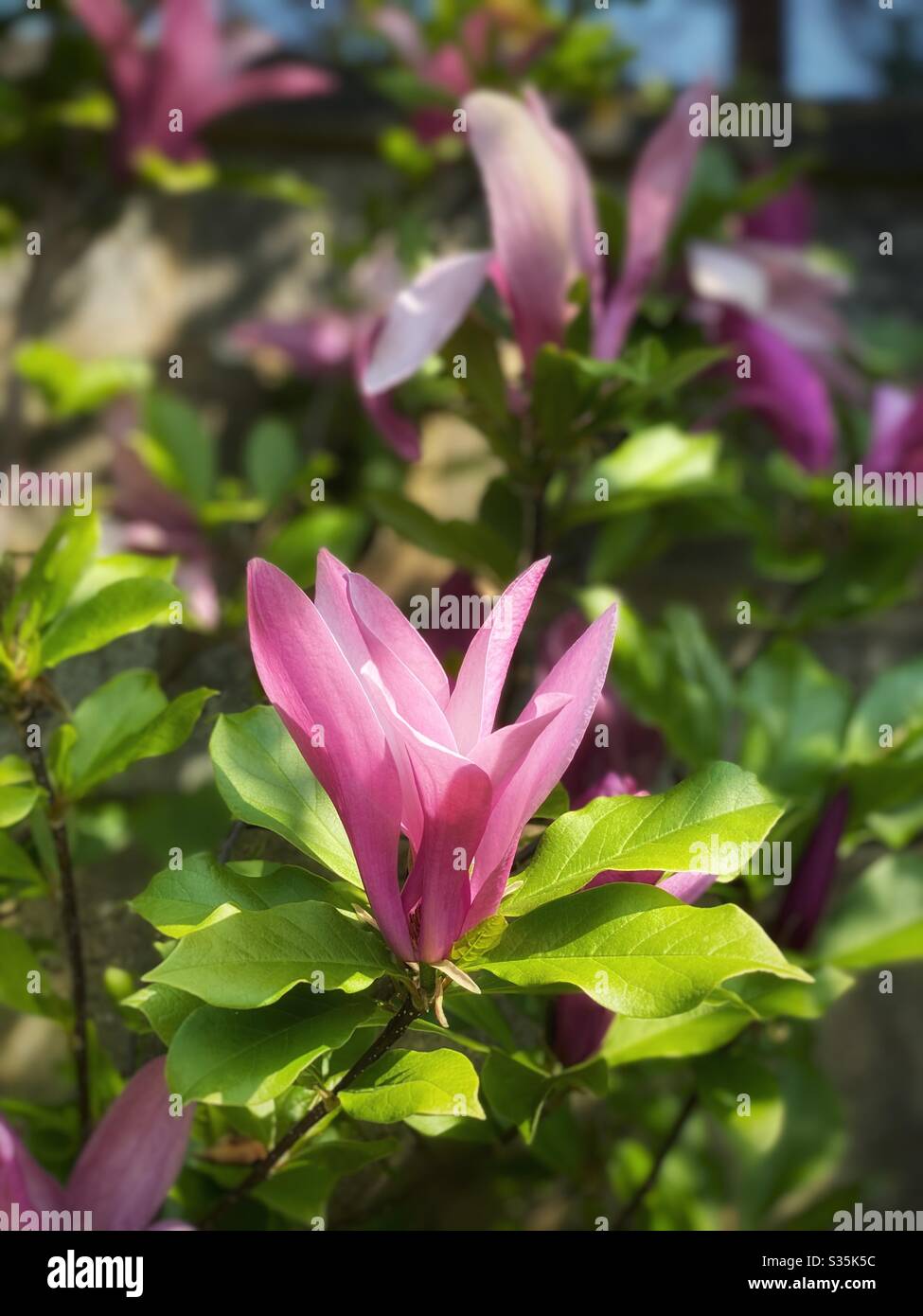 Magnolia Susan Banque d'image et photos - Alamy