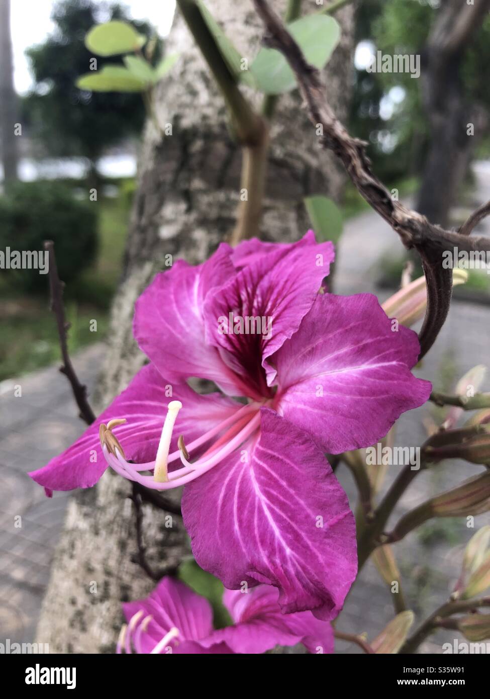 Bauhinia variegata Banque de photographies et d’images à haute ...