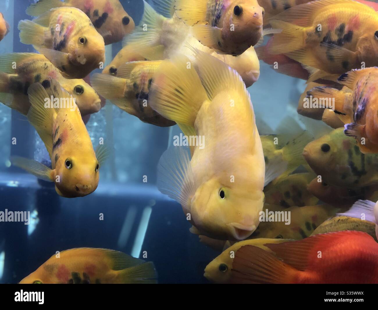 Poisson jaune Banque de photographies et d’images à haute résolution ...