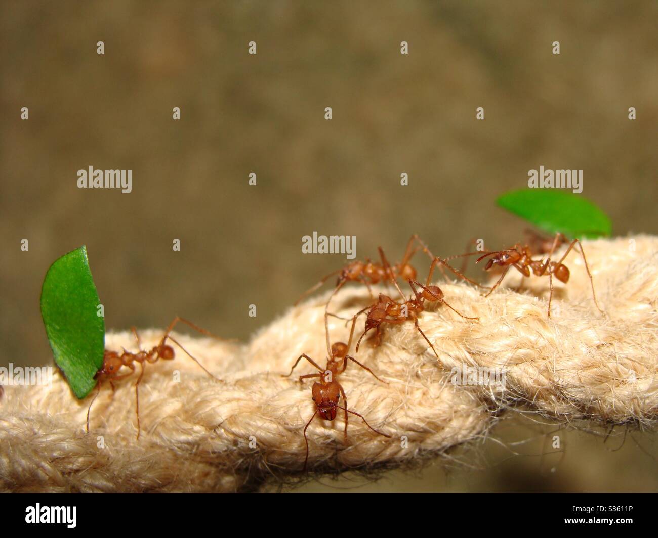 Fourmis rouges Banque de photographies et d’images à haute résolution ...