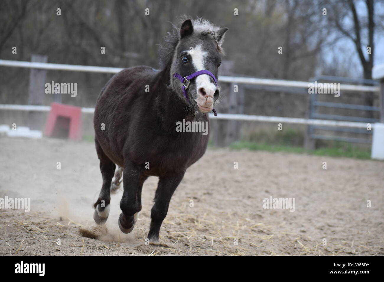 Mini Cheval Banque d'image et photos - Alamy