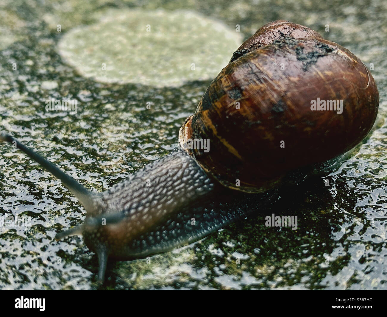 Gros plan d'un escargot Banque de photographies et d’images à haute ...