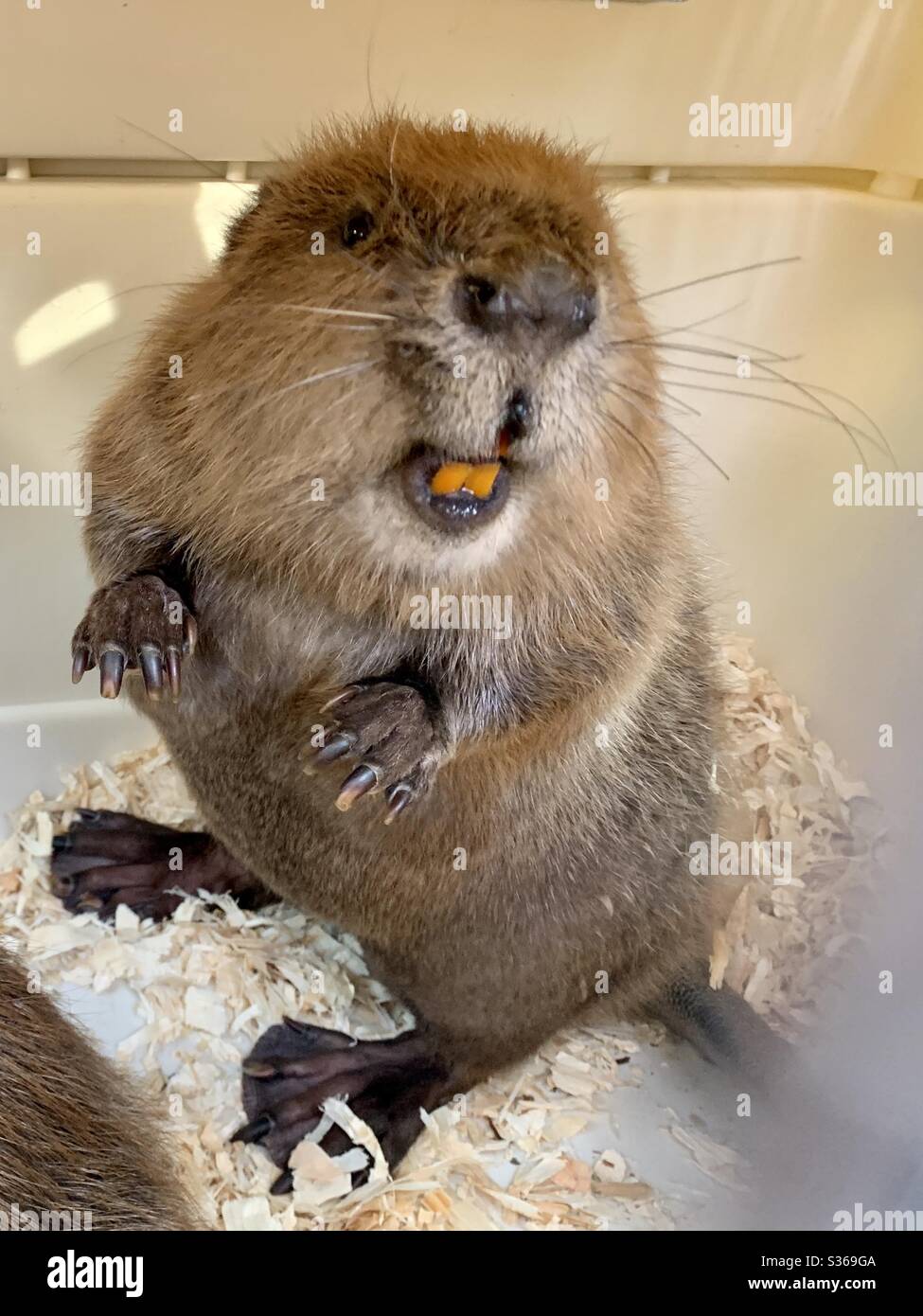 Jeune castor Banque de photographies et d’images à haute résolution - Alamy