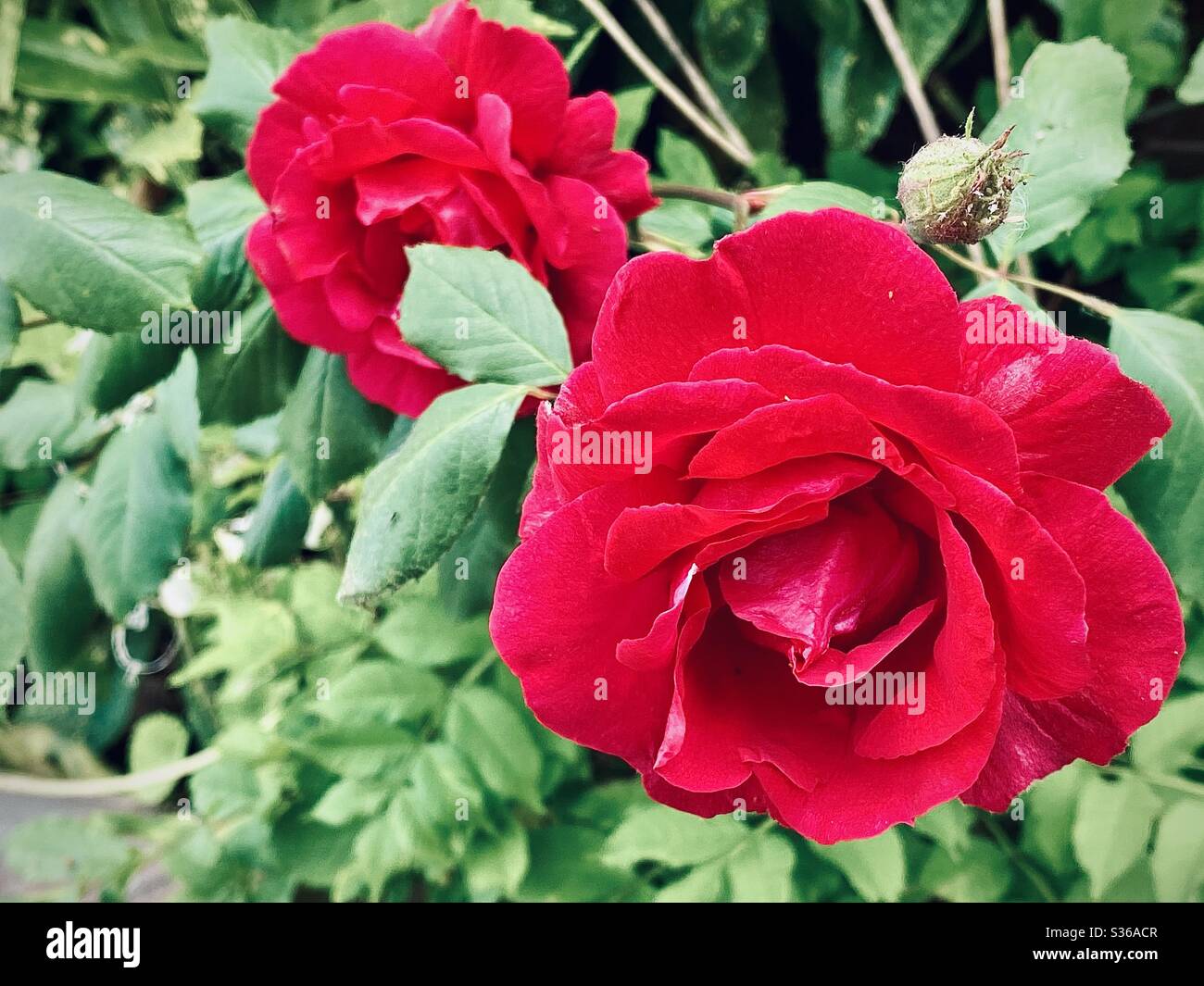 Fleurs roses rouges Banque de photographies et d’images à haute ...