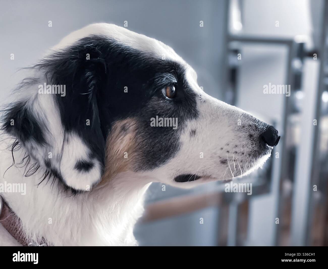 Perfil de border collie Banque de photographies et d’images à haute ...