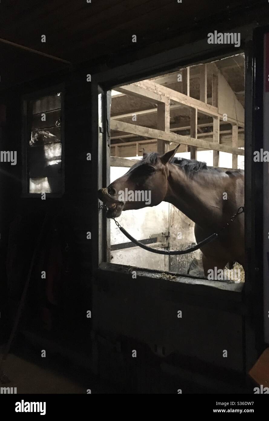 Cheval qui rit Banque de photographies et d’images à haute résolution ...