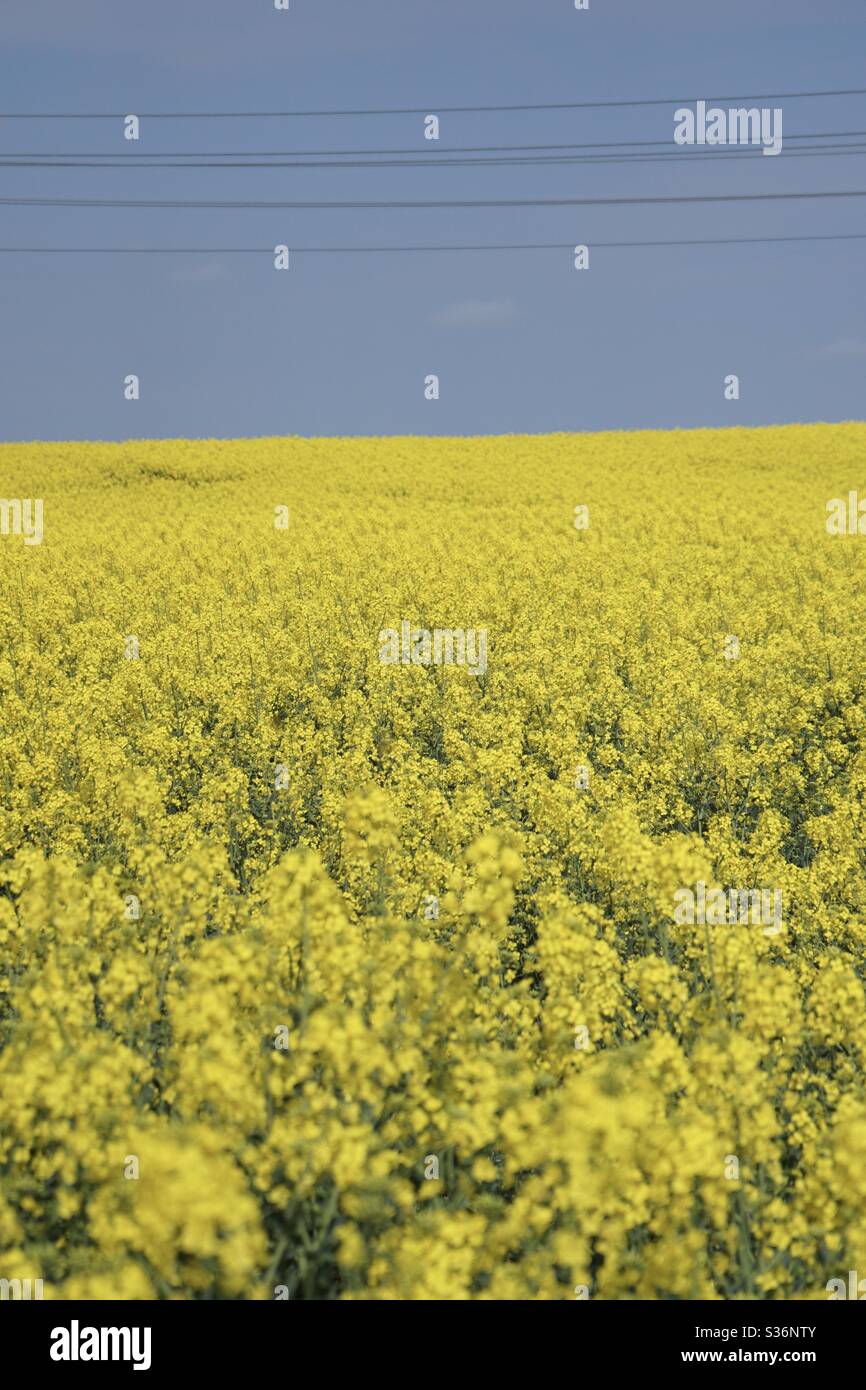 Colza ciel bleu Banque de photographies et d’images à haute résolution - Alamy