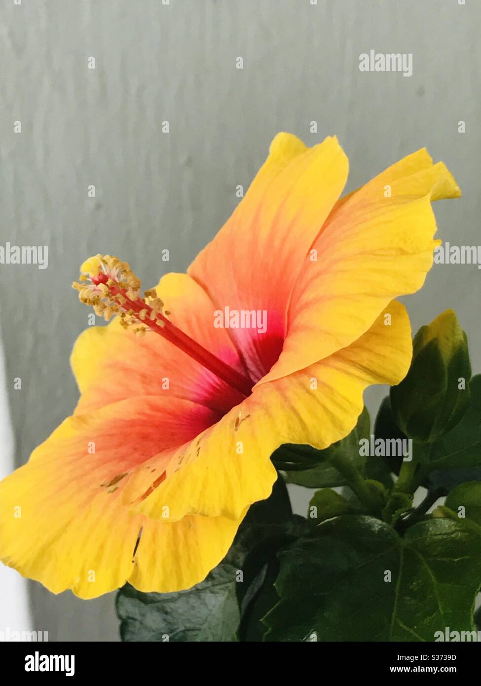 Chembarathi flower Banque de photographies et d’images à haute ...