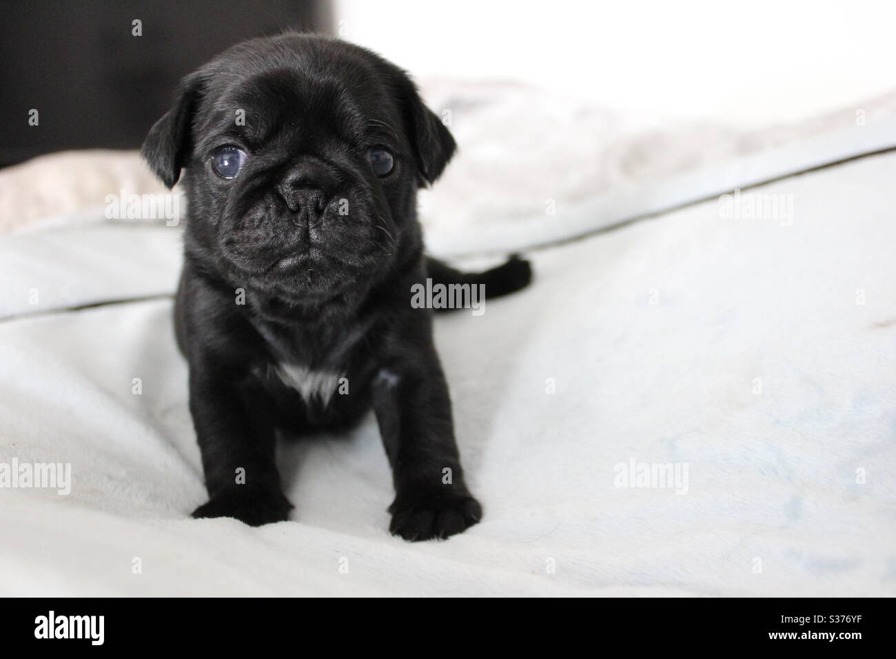 Carlin noir Banque de photographies et d’images à haute résolution - Alamy