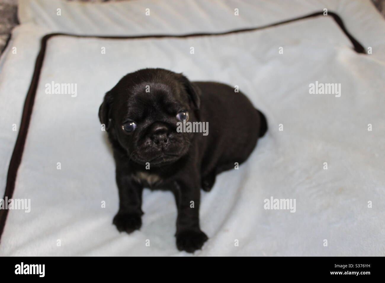 Carlin noir Banque de photographies et d’images à haute résolution - Alamy