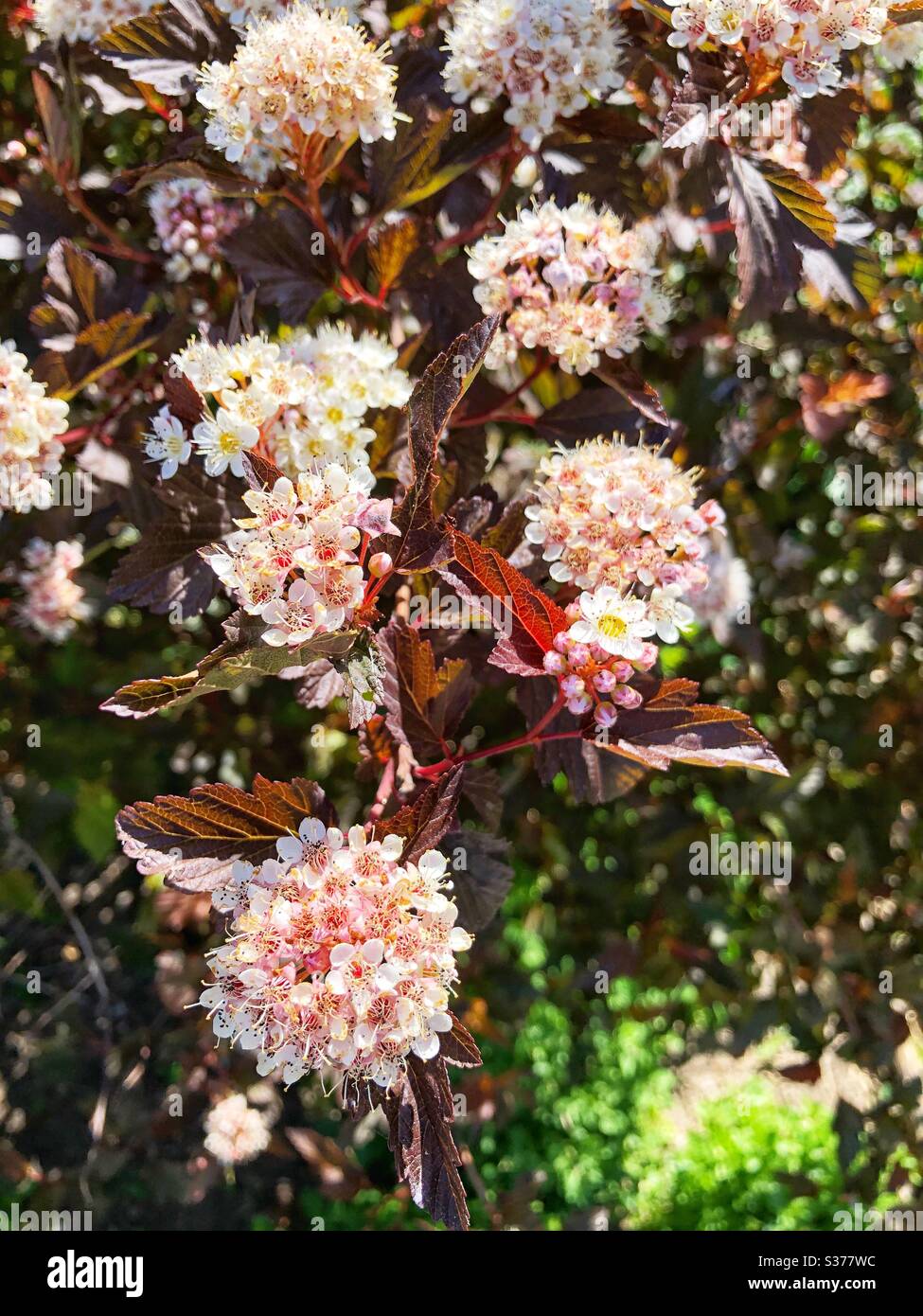 Grappes de fleurs roses Banque de photographies et d’images à haute ...