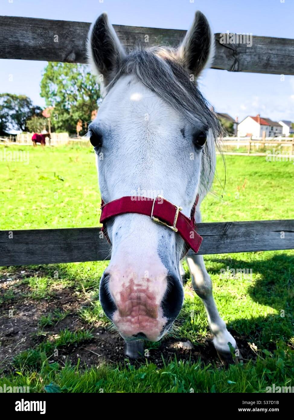 Petit cheval Banque de photographies et d’images à haute résolution - Alamy