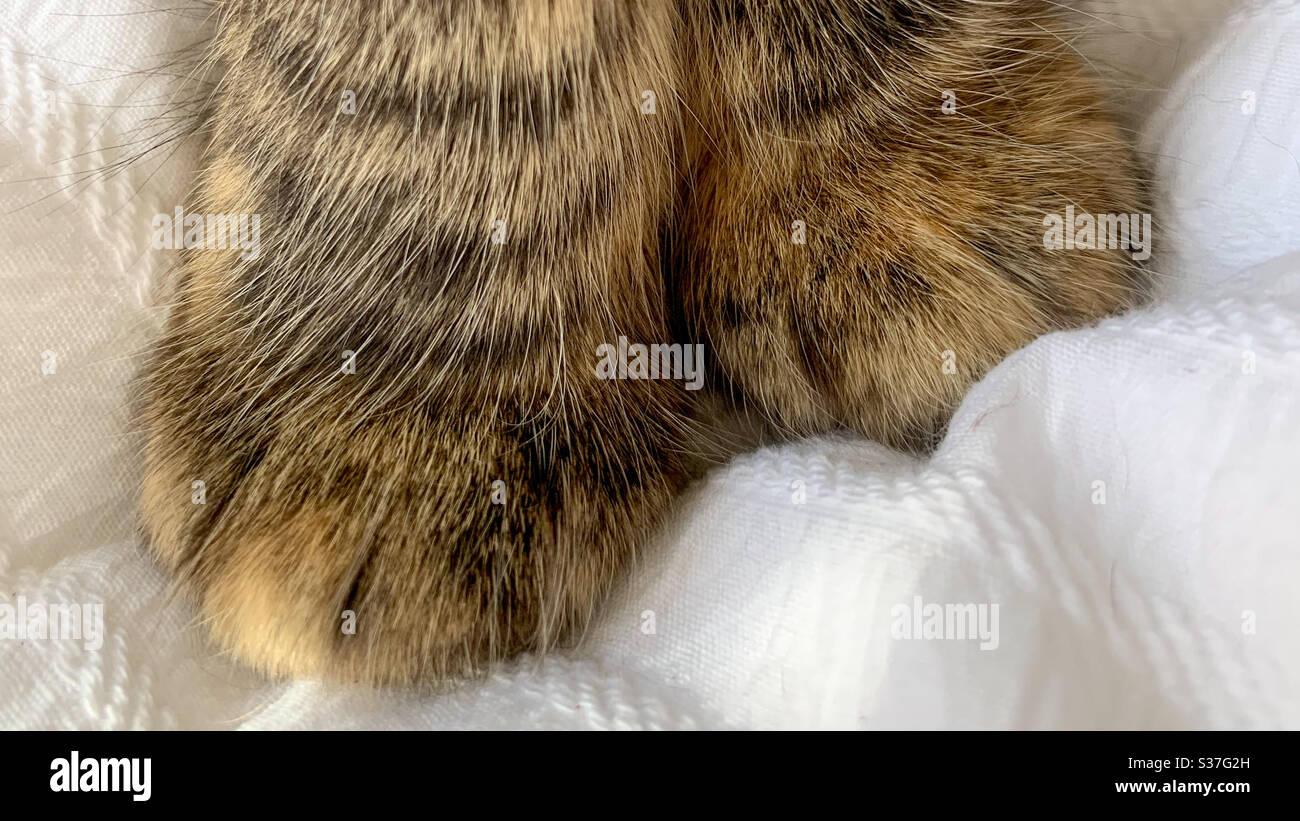 Pattes de chat Banque de photographies et d’images à haute résolution ...