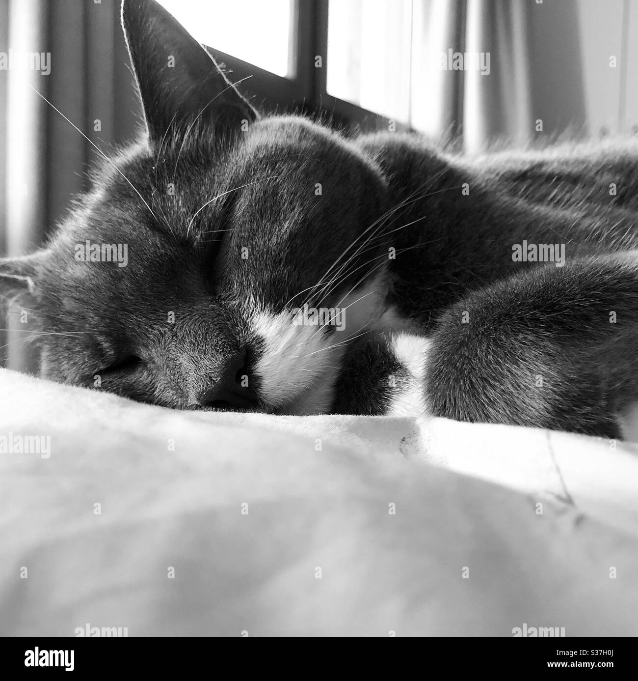 Chat dort Banque de photographies et d’images à haute résolution - Alamy
