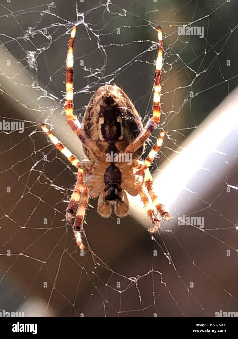 Insecte terrifiant Banque de photographies et d’images à haute ...