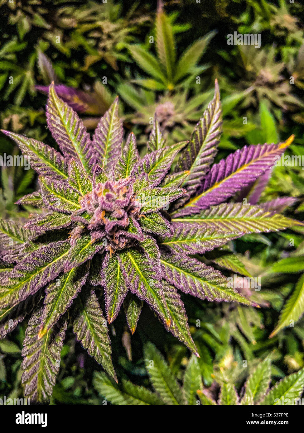 Cannabis violet Banque de photographies et d’images à haute résolution ...