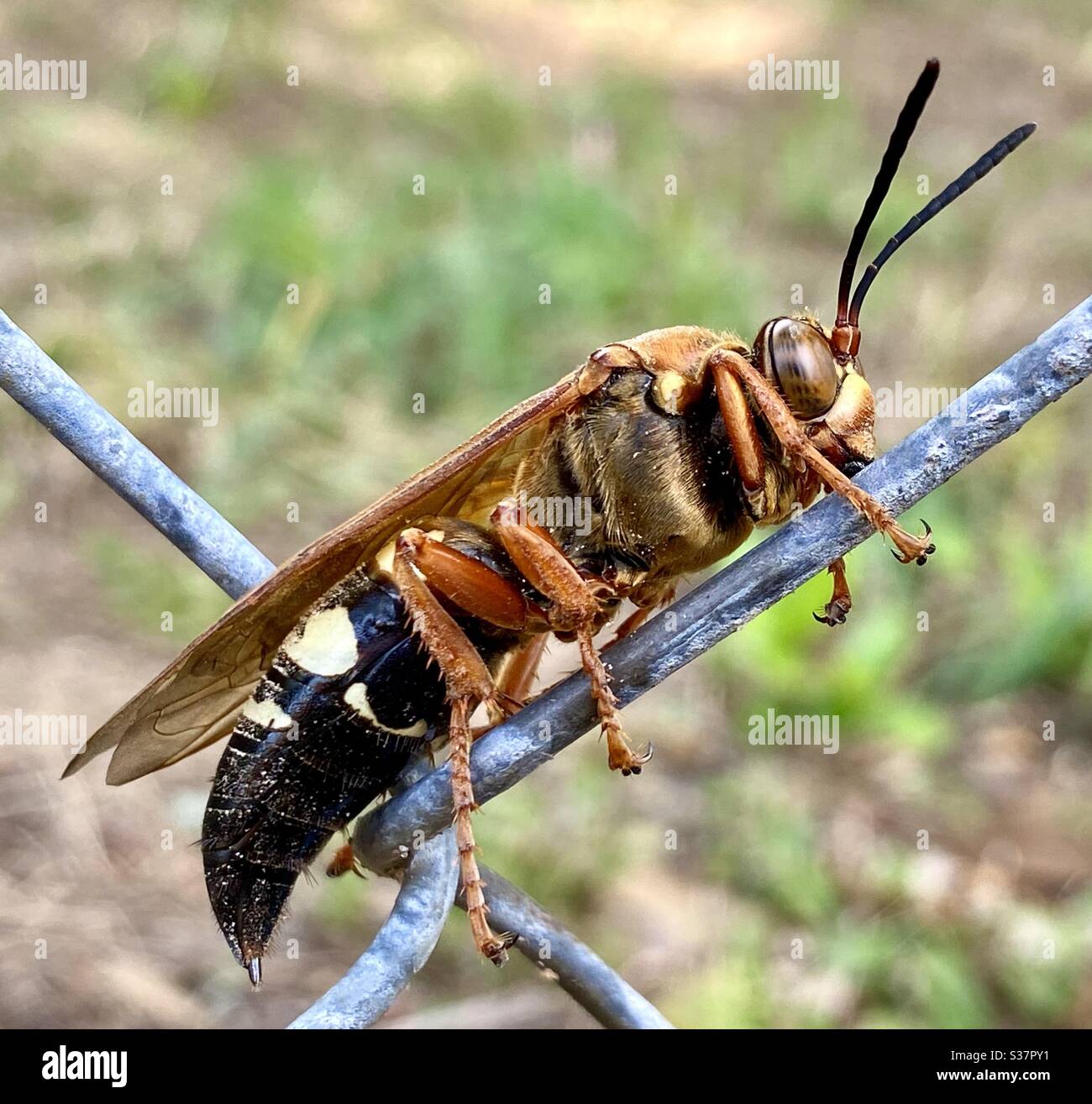 Cicada killer wasp Banque de photographies et d’images à haute ...