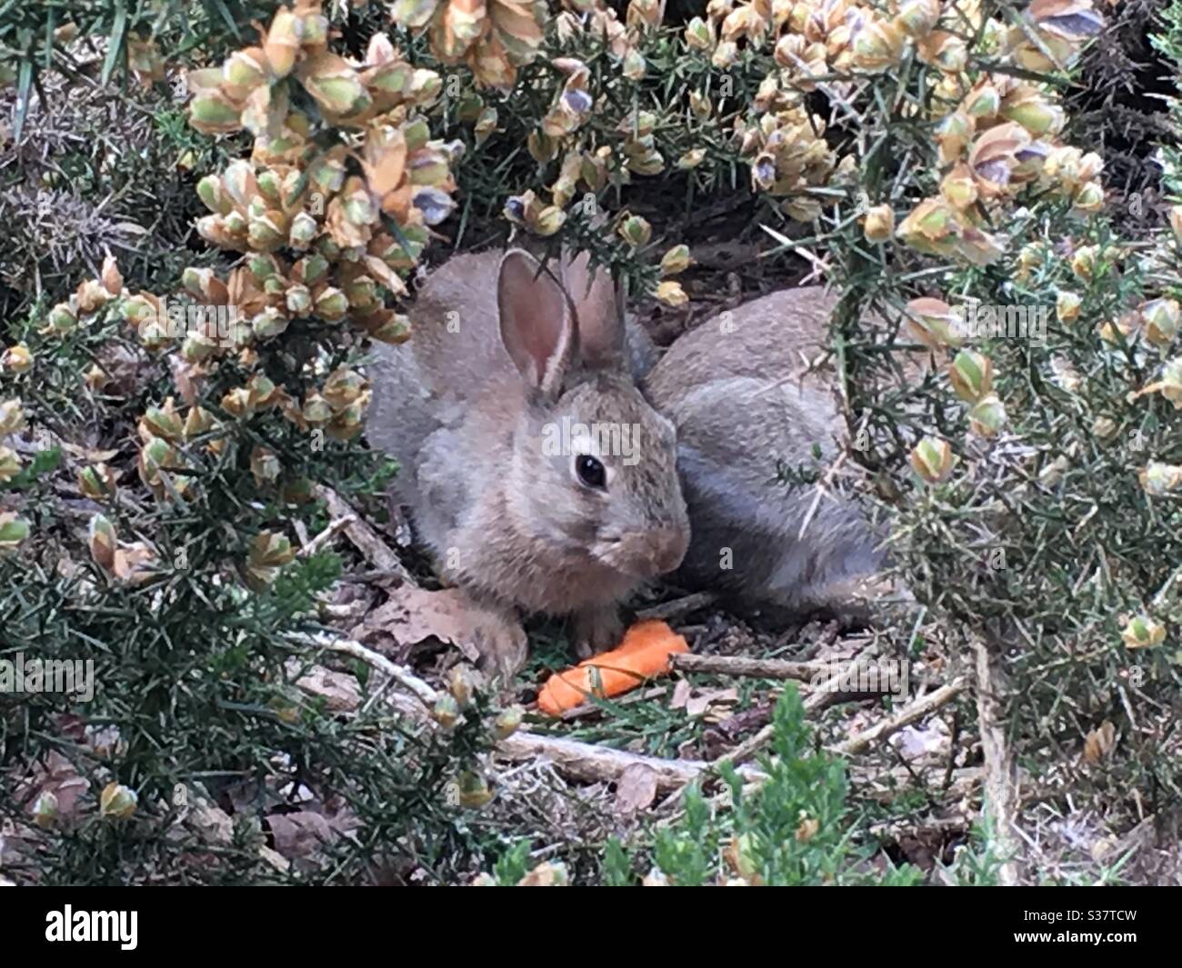 Lapin de brousse Banque de photographies et d’images à haute résolution - Alamy