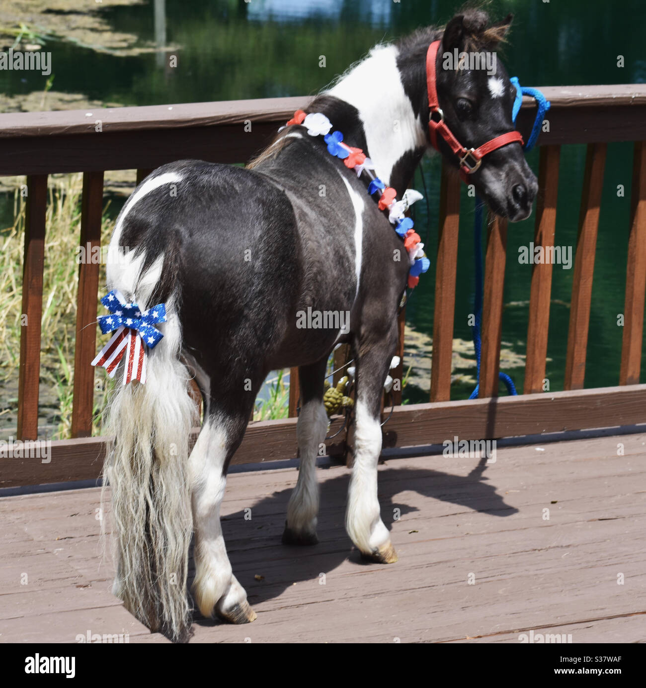 Mini Cheval Banque d'image et photos - Alamy