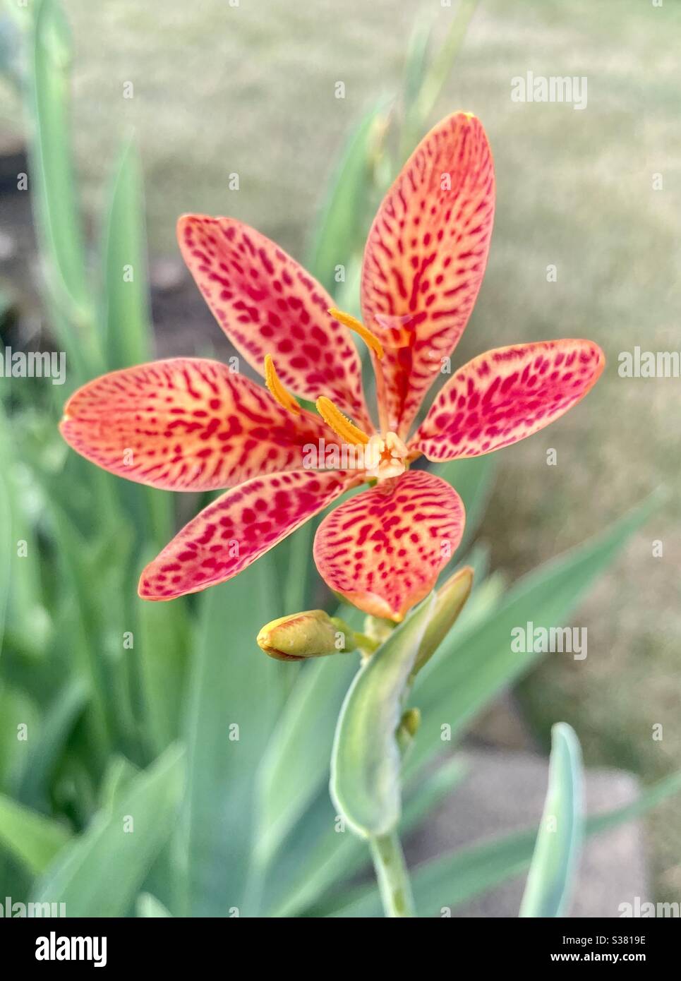 Leopard lily Banque de photographies et d’images à haute résolution - Alamy