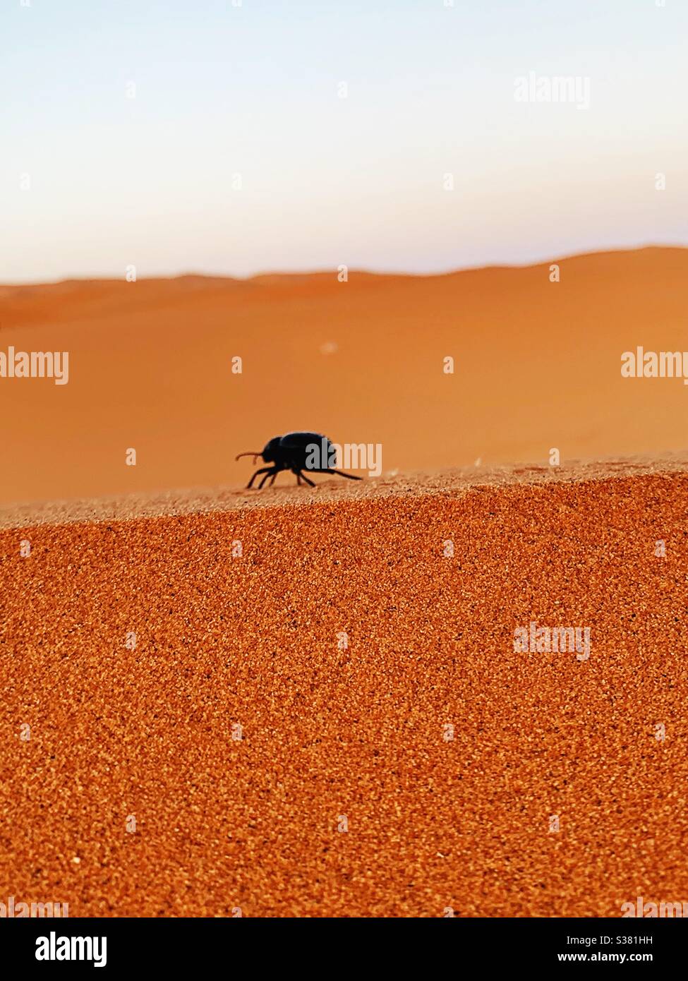 Sahara beetle Banque de photographies et d’images à haute résolution ...