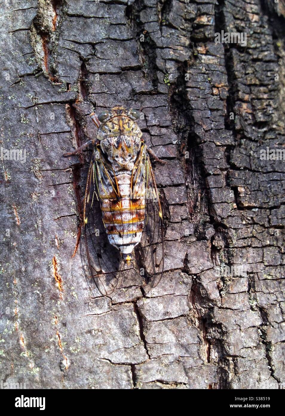 Cigale provence Banque de photographies et d’images à haute résolution ...