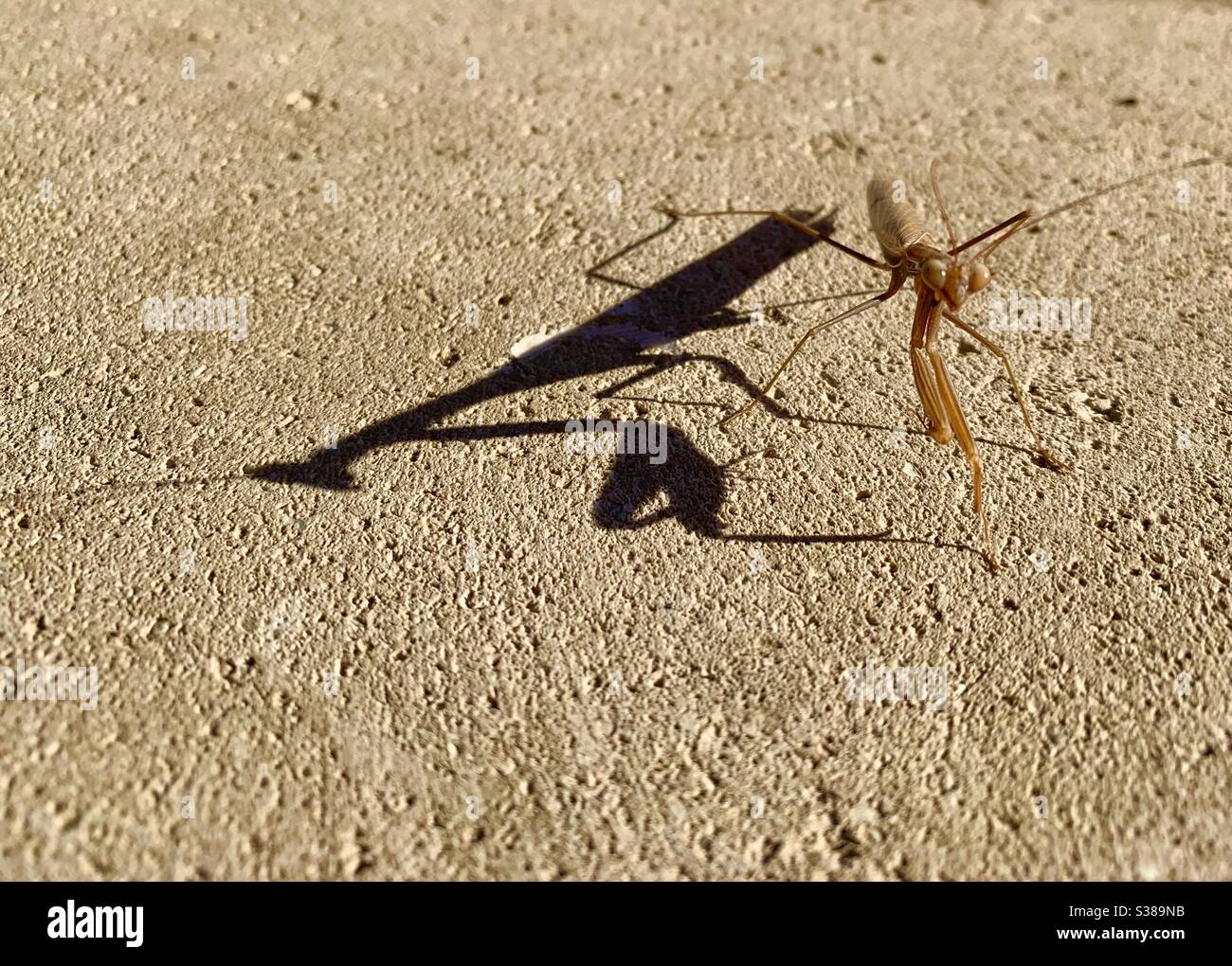 Ombre d'insecte Banque de photographies et d’images à haute résolution ...