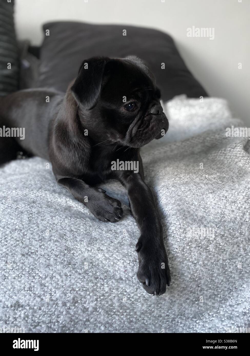 Carlin noir Banque de photographies et d’images à haute résolution - Alamy