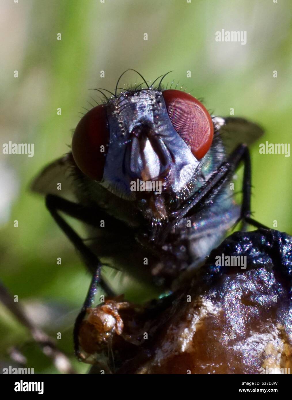 Mouche manger Banque de photographies et d’images à haute résolution ...