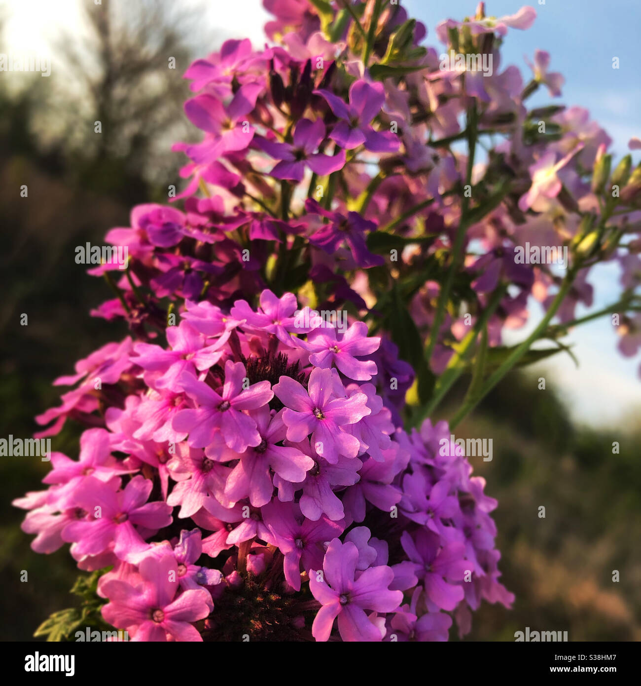 Tee rose Banque de photographies et d’images à haute résolution - Alamy