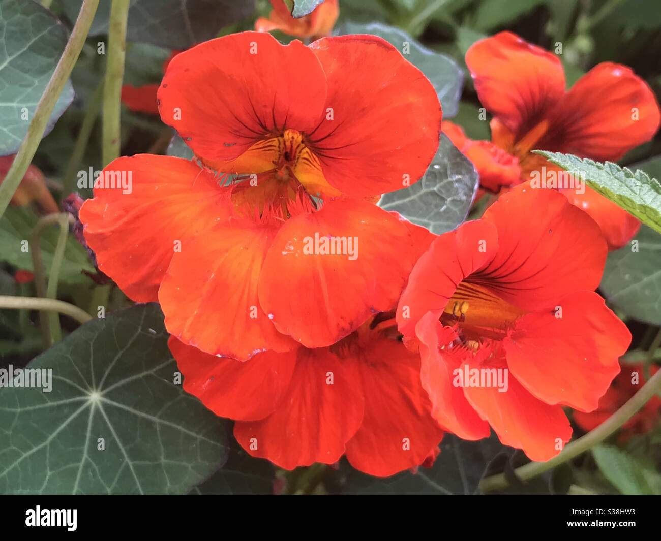 Pepe Bleu Banque d'image et photos - Alamy