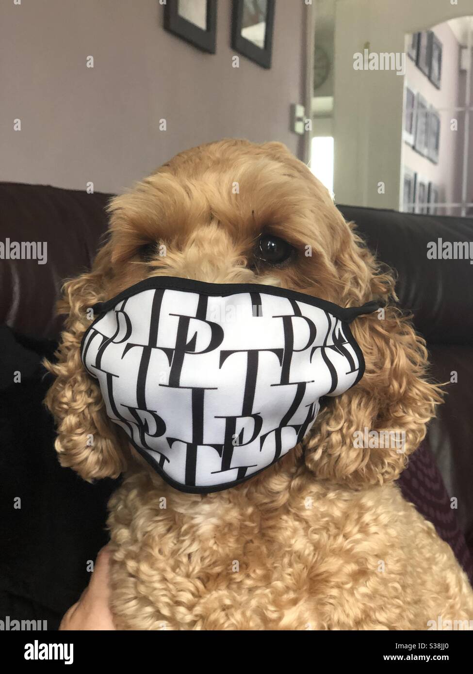 Masque de chien Banque de photographies et d’images à haute résolution ...