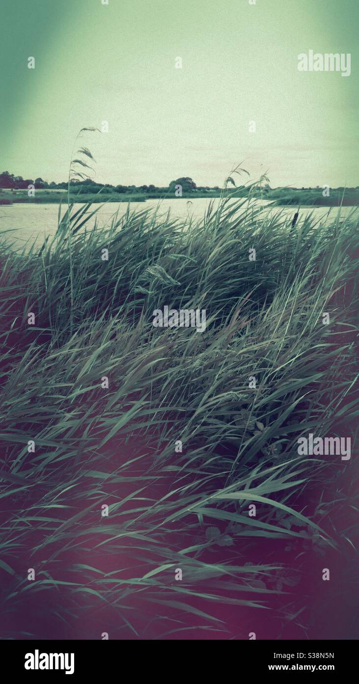 Habitat des zones humides Banque de photographies et d’images à haute ...