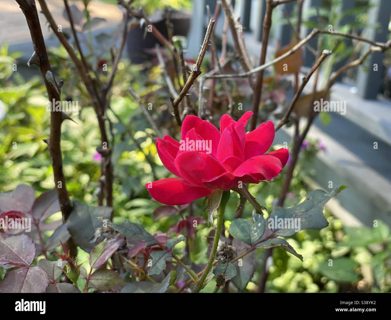 épines de plantes roses Banque de photographies et d’images à haute ...