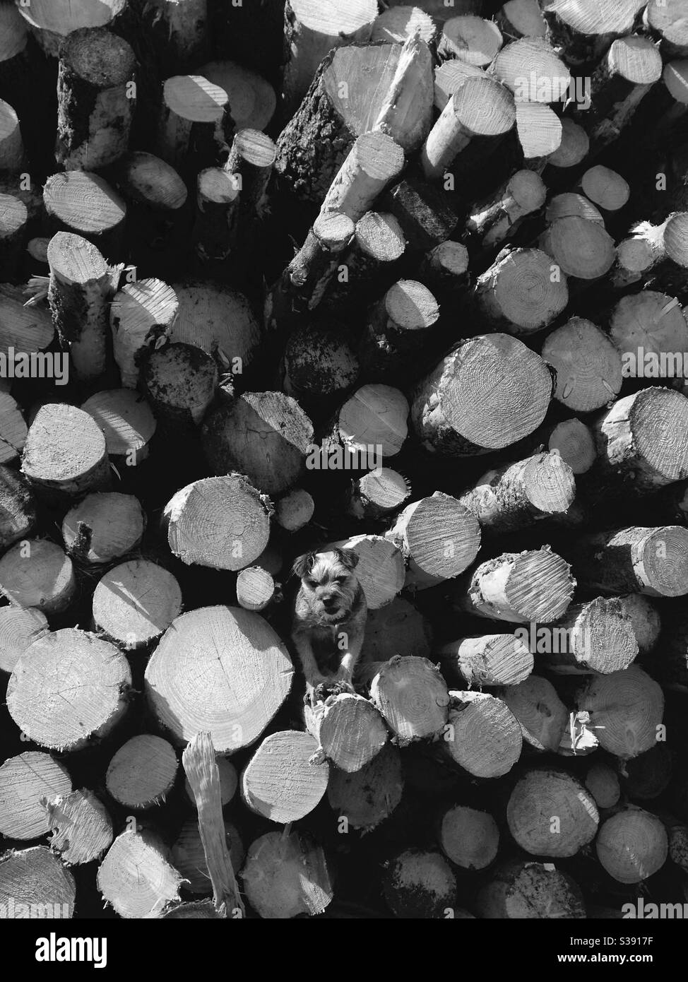 J'espionne avec mon petit oeil Banque de photographies et d’images à ...