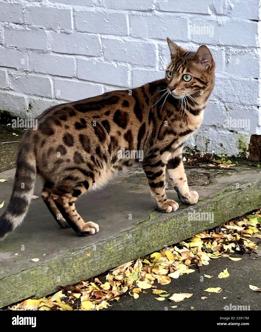 Leopard cat Banque de photographies et d’images à haute résolution - Alamy
