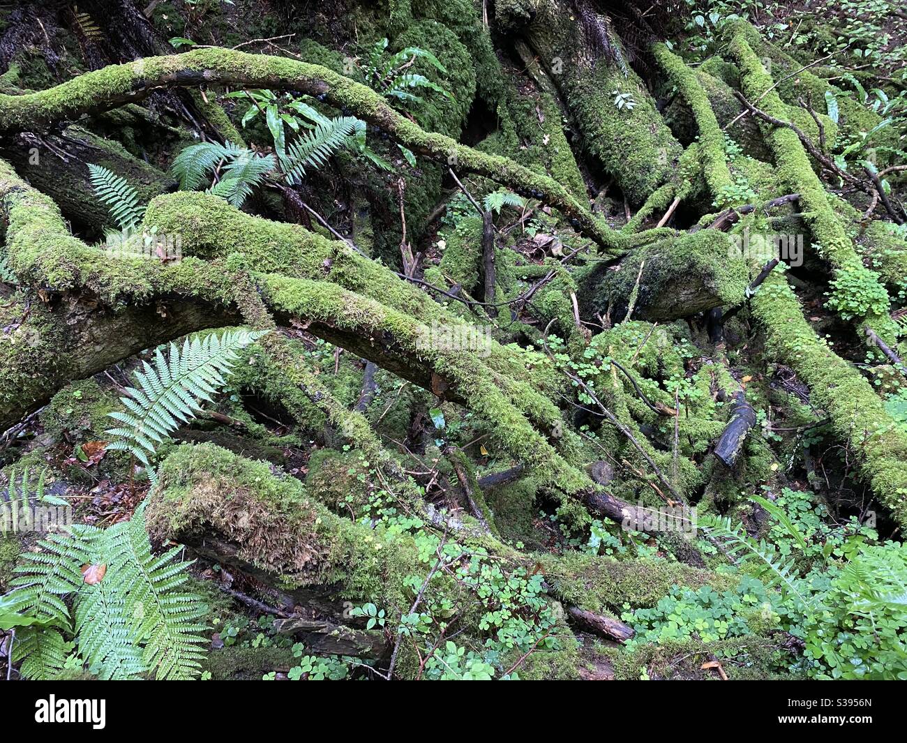 Mousse des bois Banque de photographies et d’images à haute résolution ...