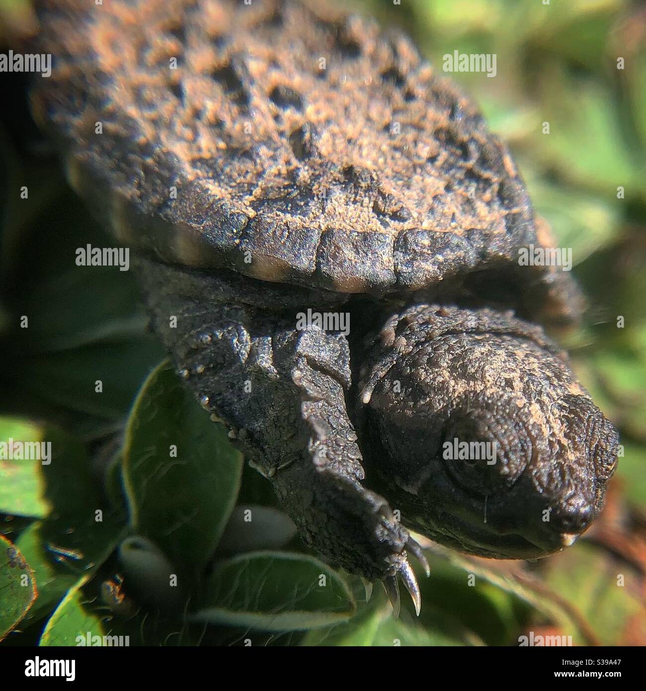 Baby snapping turtle Banque de photographies et d’images à haute ...