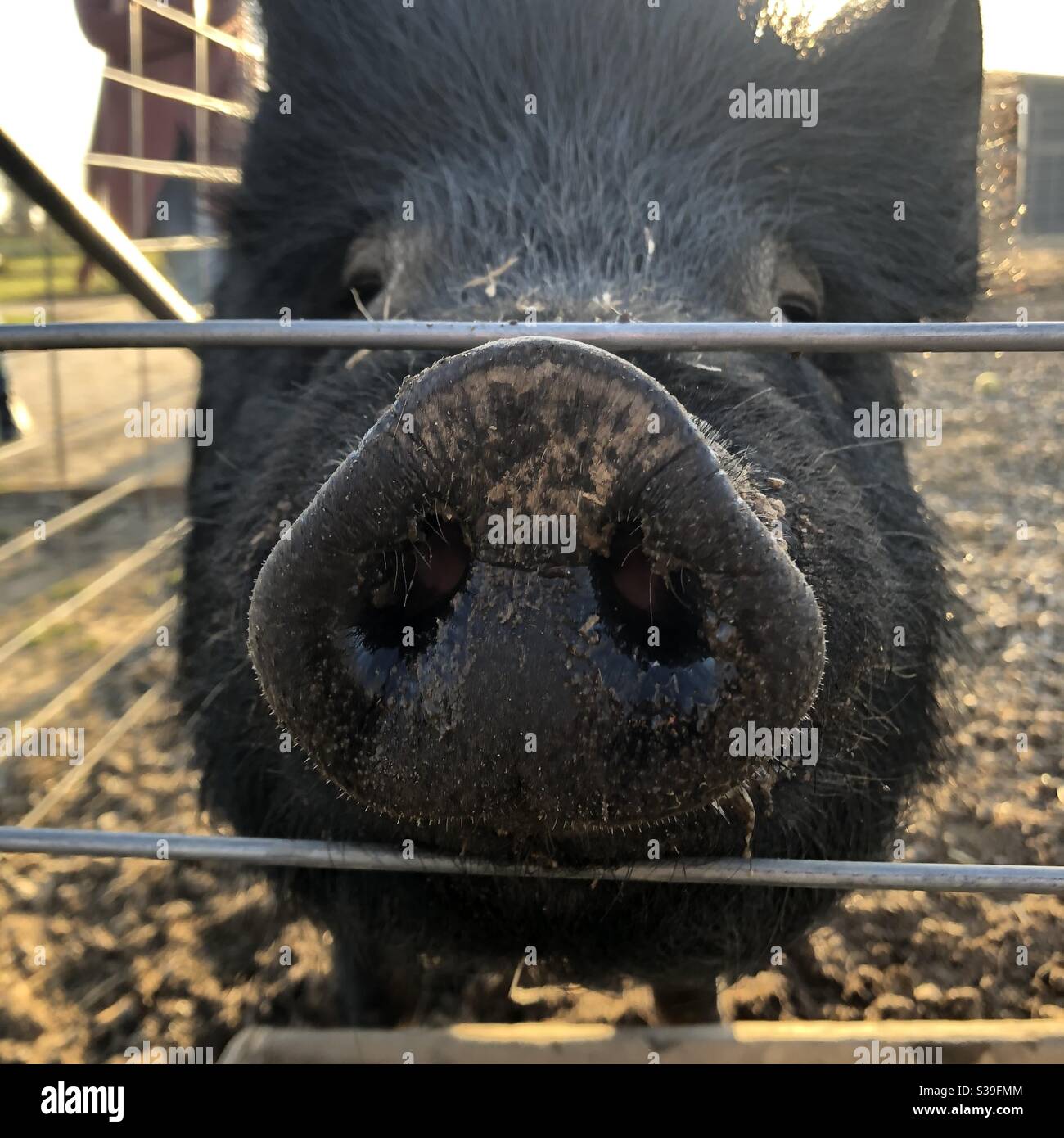 Pig station Banque de photographies et d’images à haute résolution - Alamy