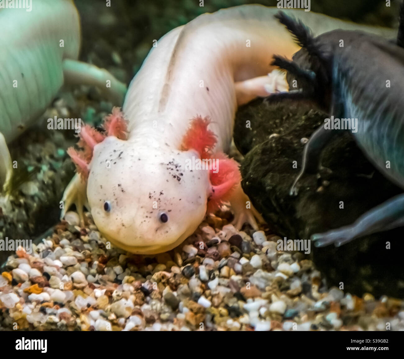 Axolotls mexicains Banque de photographies et d’images à haute ...