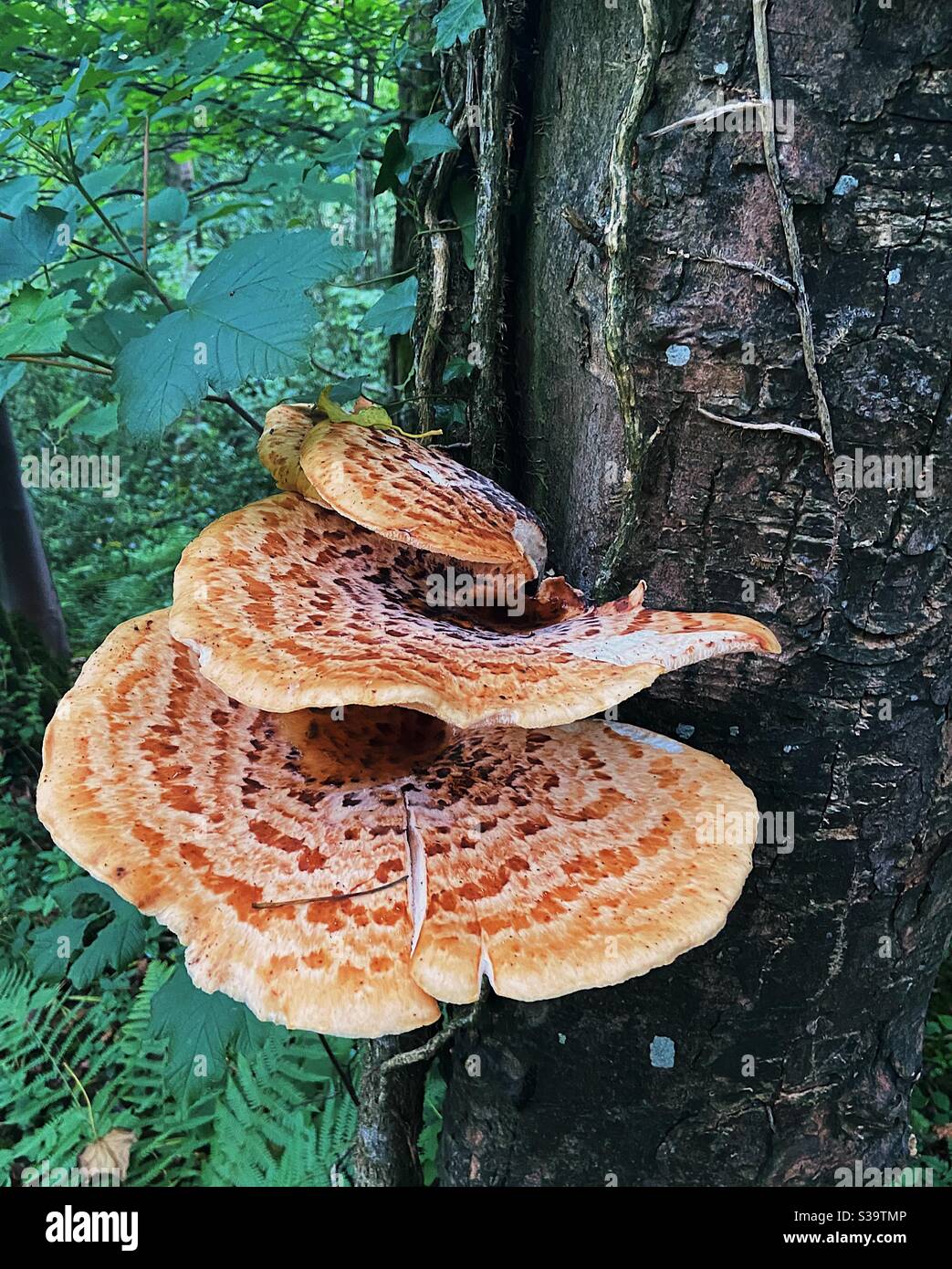 Gros champignon Banque de photographies et d’images à haute résolution ...