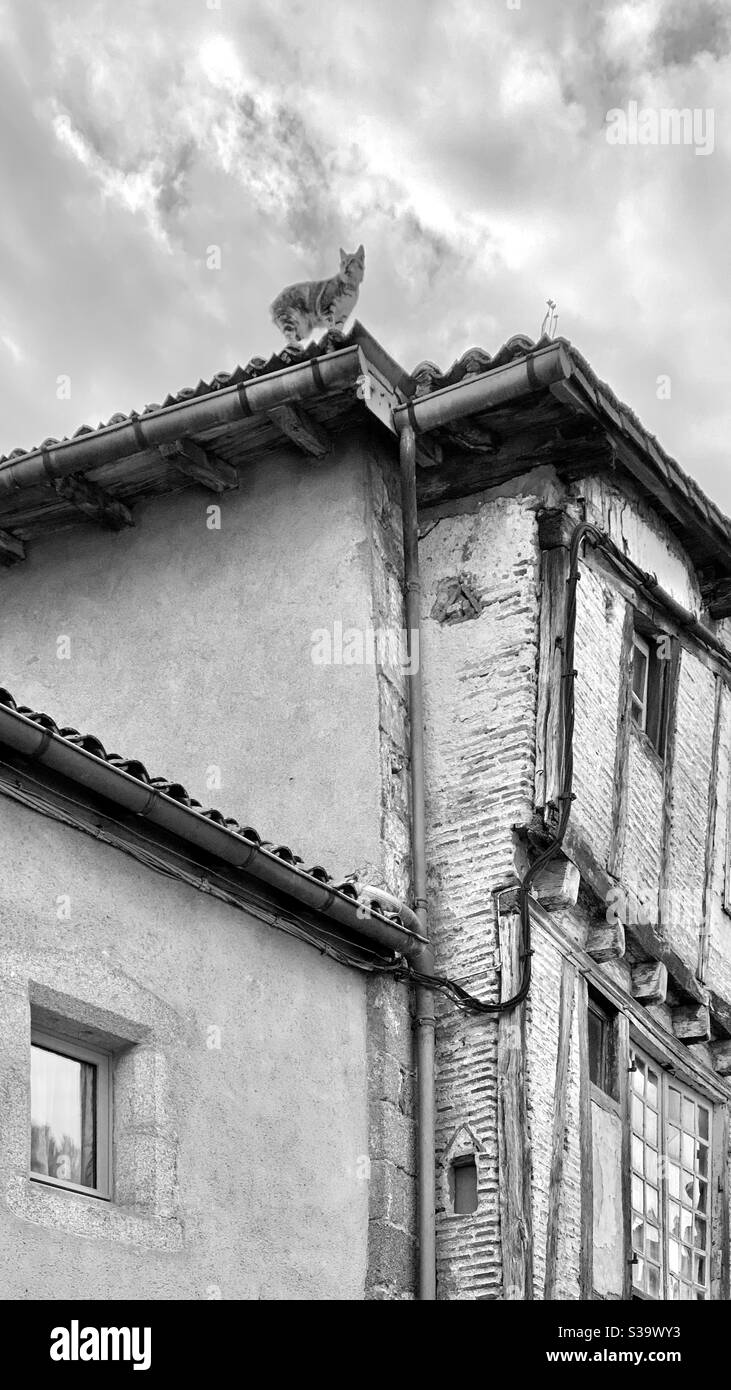 Tiggy le chat sur le toit Banque de photographies et d’images à haute ...