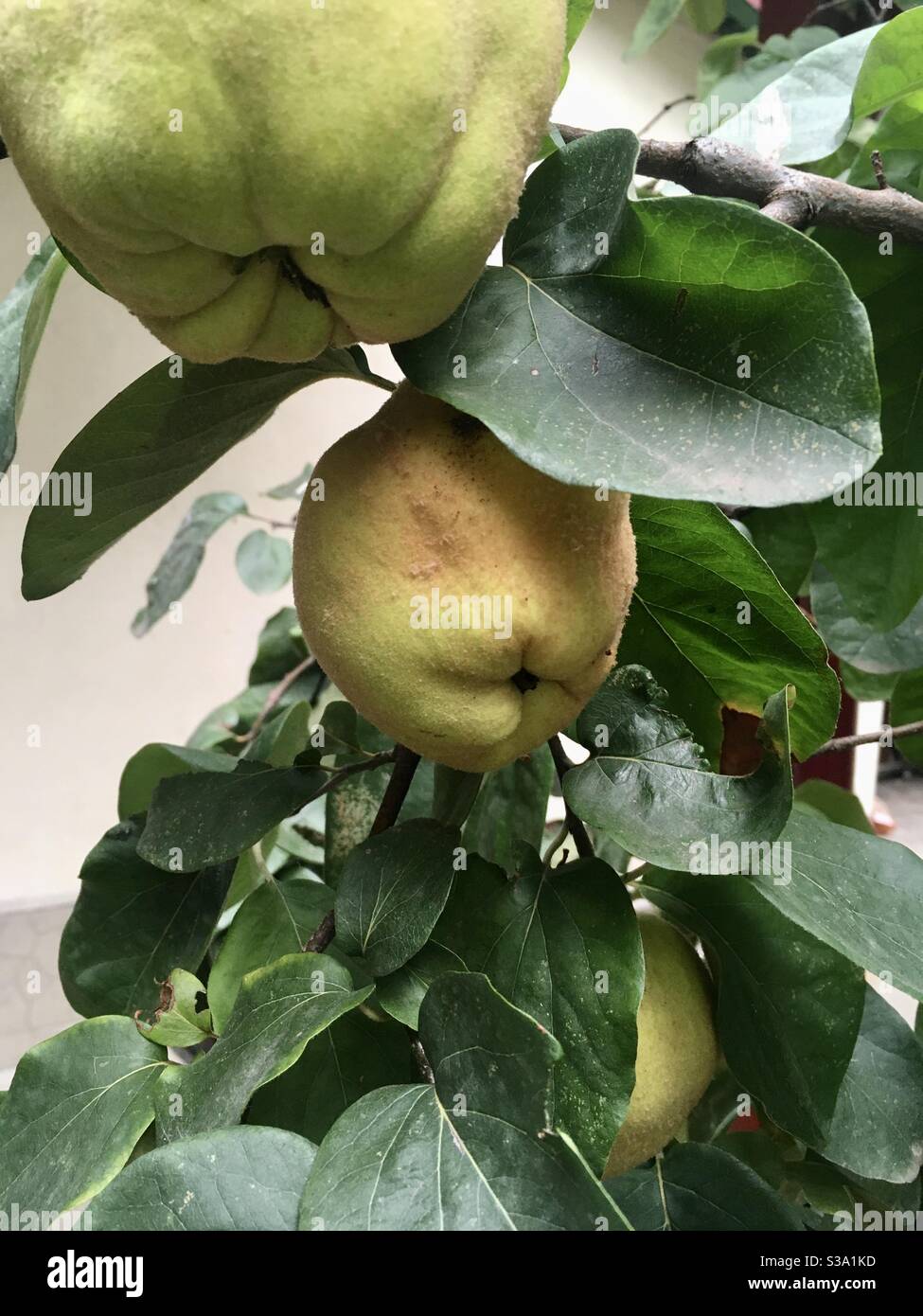 Feuilles de coing Banque de photographies et d’images à haute ...